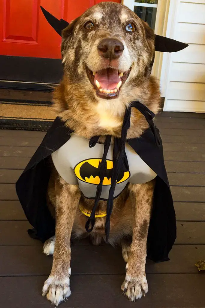 Meet The Crimefighting Batdog And His Batteam!
