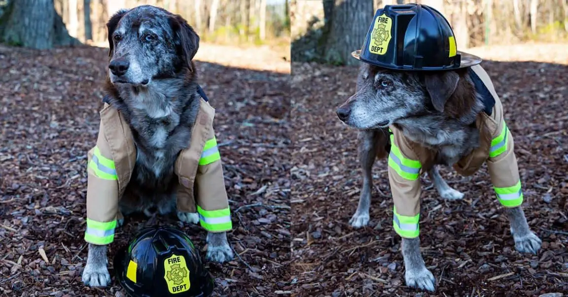 Firefighters Are REAL Superheroes - Dog Blog