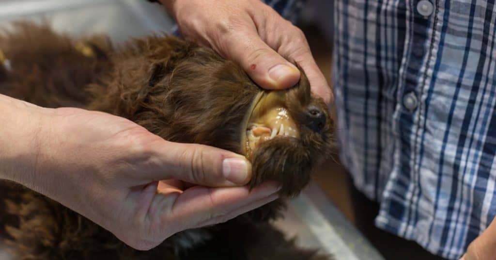 Hepatitis In Dogs: New Concepts In Pathogenesis And Treatment