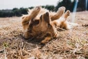 Pyrantel For Dogs - Everything You Should Know