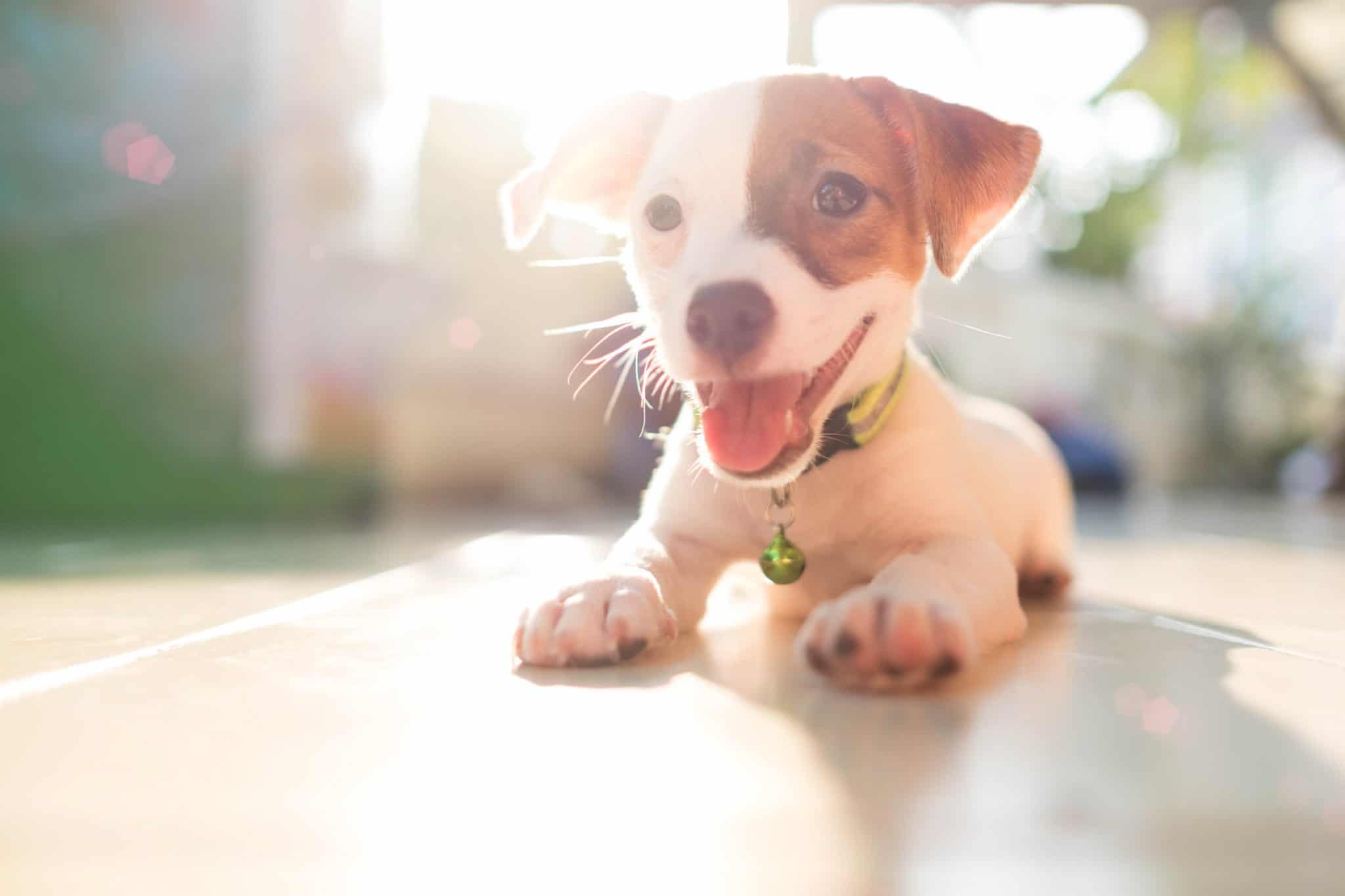 17 Smiling Puppies That Will Have You Starting The Day Right Dog Blog 17-smiling-puppies-that-will-have-you-starting-the-day-right-dog-blog