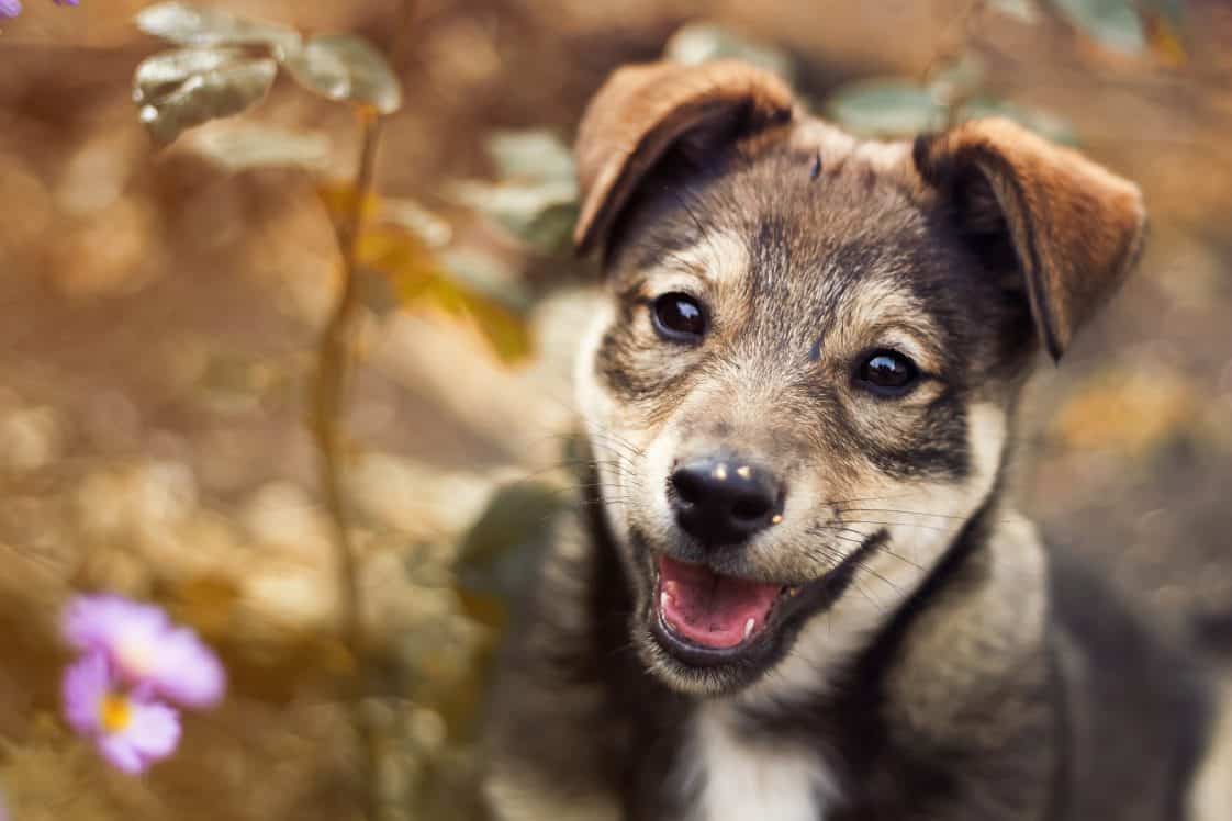 17 Smiling Puppies That Will Have You Starting The Day Right