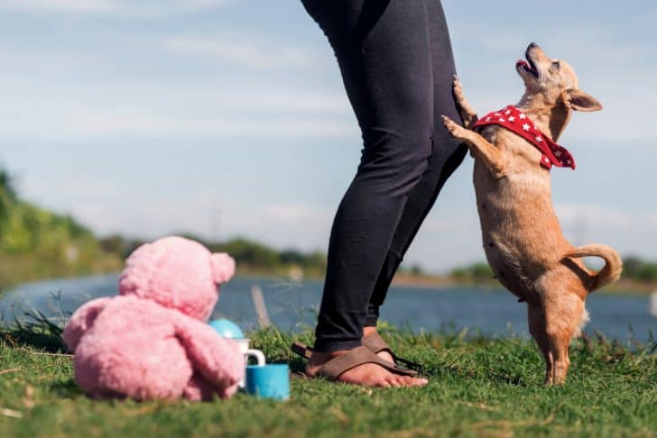 Why Do Dogs Jump On You?