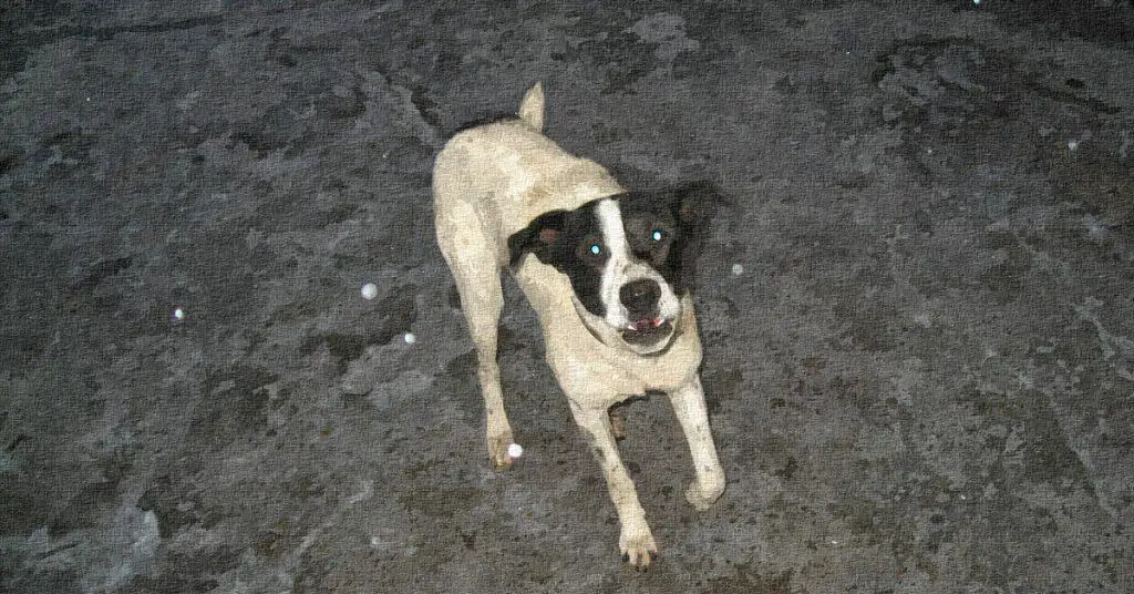 Why Do Dogs Bark At Night? - Dog Blog