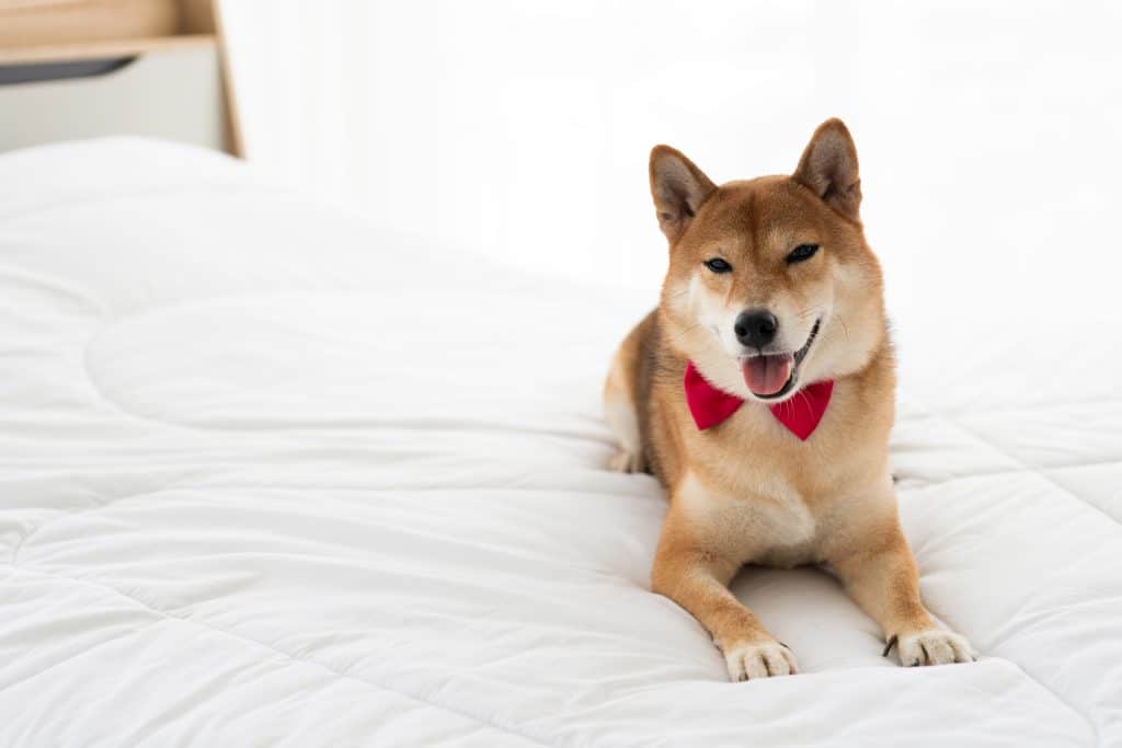 15 Shiba Inu Smiles Will Make You Smile