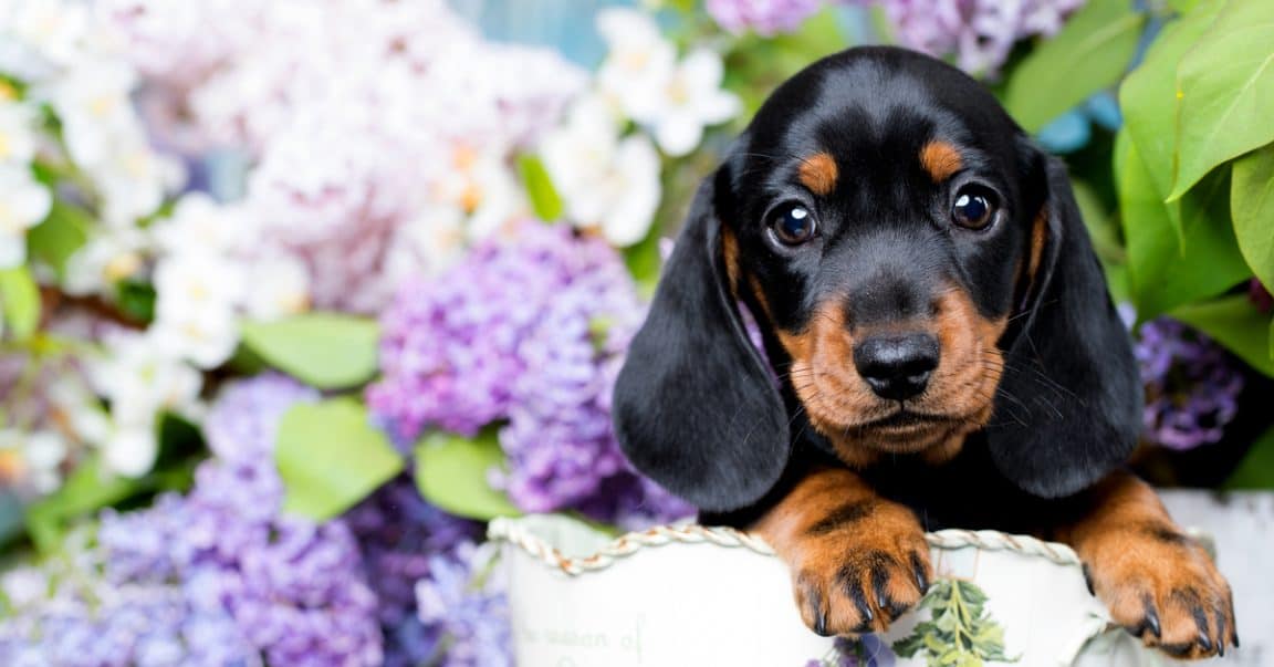 Why Are Dogs So Cute? - Dog Blog