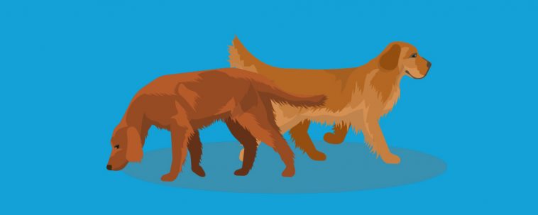 Guide To Breeding Dogs Responsibly