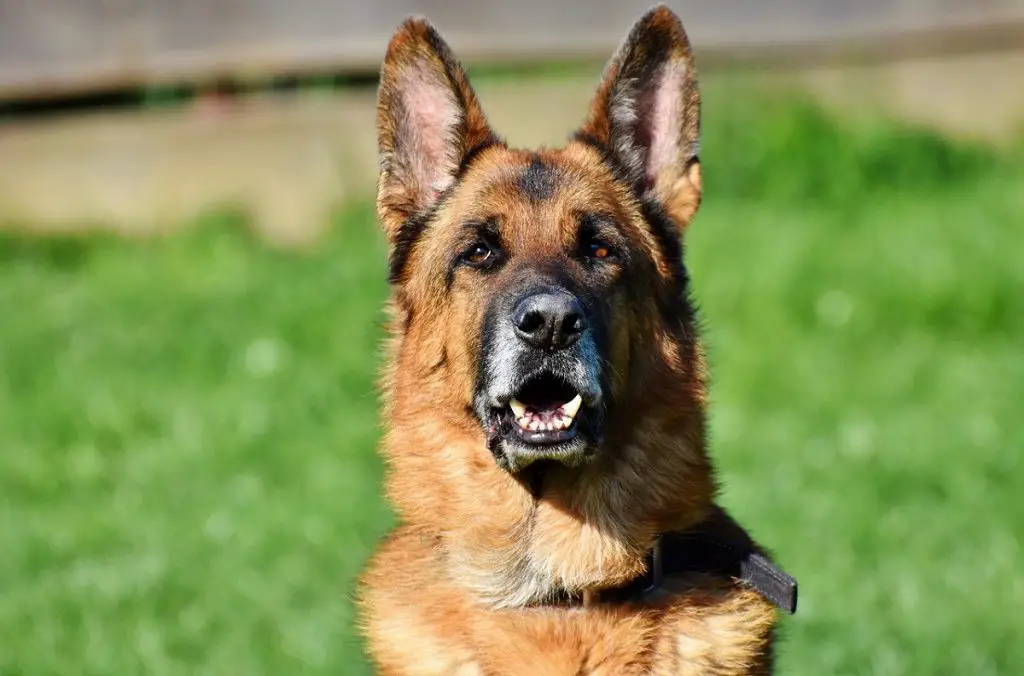 German Shepherd Teeth And Gum Health
