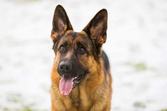 German Shepherd Teeth And Gum Health
