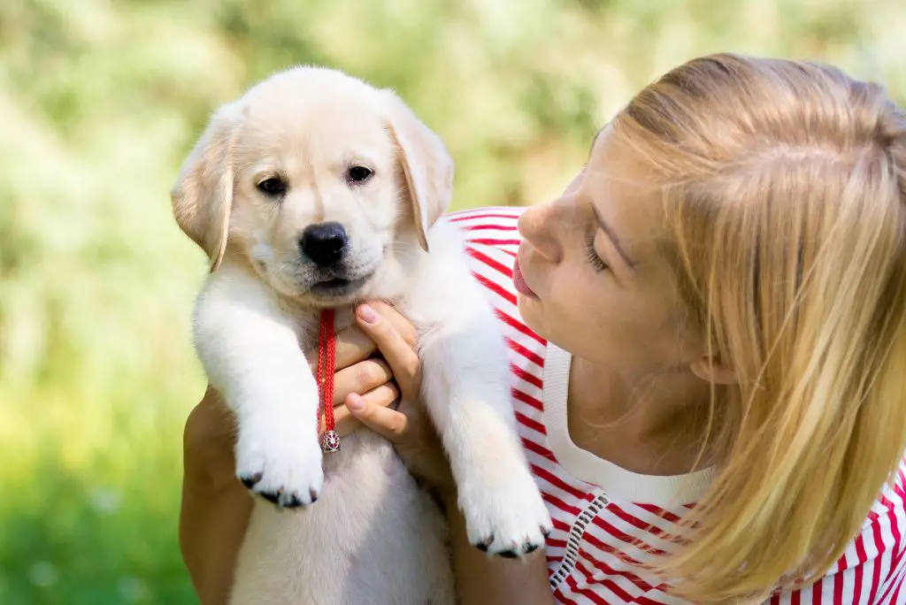 These Are The 10 Best Dog Breeds For Emotional Support