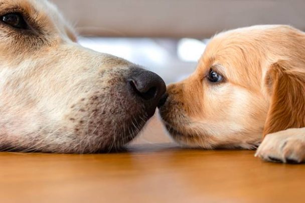 Canine Nasal Mites In Dogs - Everything You Need To Know