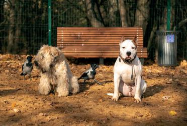 Do Crows Attack Dogs