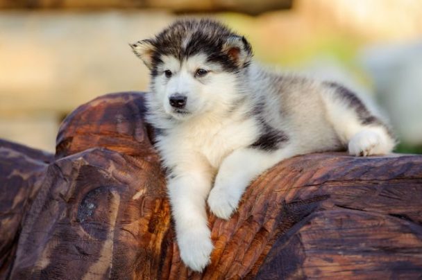 Alaskan Malamute Claims Baby As His Own (And It’s Perfect!)