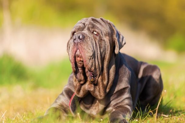 Top 100 Most Popular Dog Breeds With Pictures