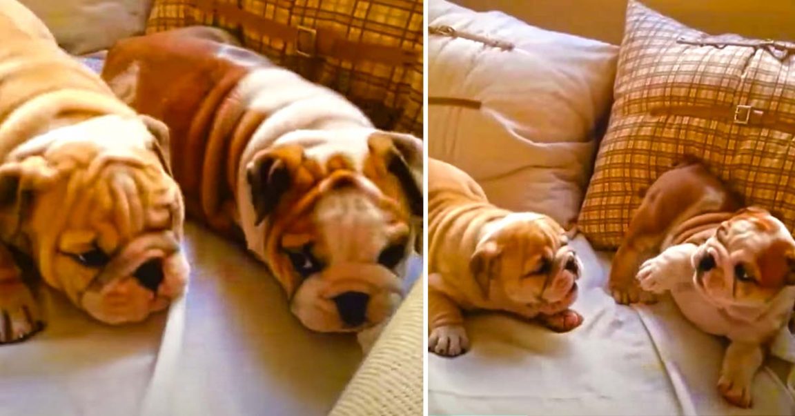 Dog Stomps Feet When Told She Can't Go Outside