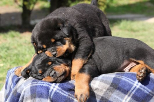 Rottweiler Makes Hilarious Sounds After Getting Kissed