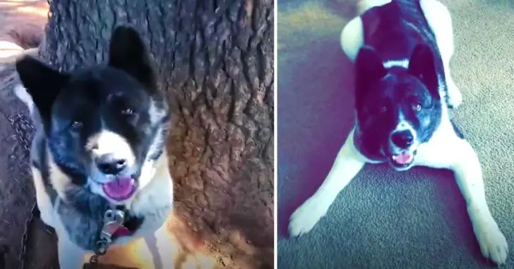Dog Mimics Kids In Pool By Learning To Stand And Splash Back