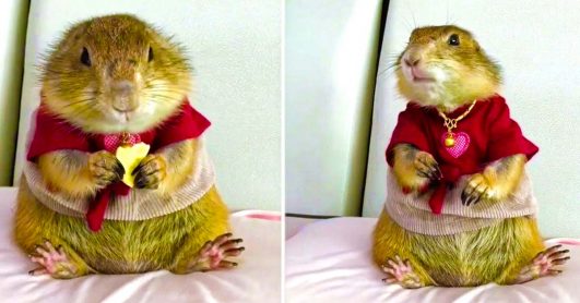 Grandpa Wrote Song For Chihuahua And She Has Mastered Singing It