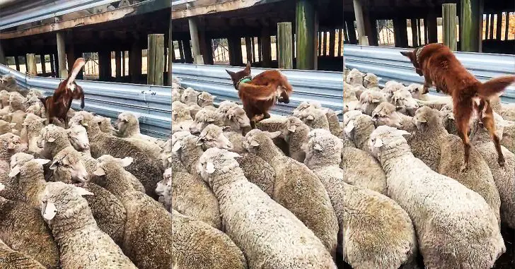 Fisherman Is Reunited With His Dog After Being Lost At Sea