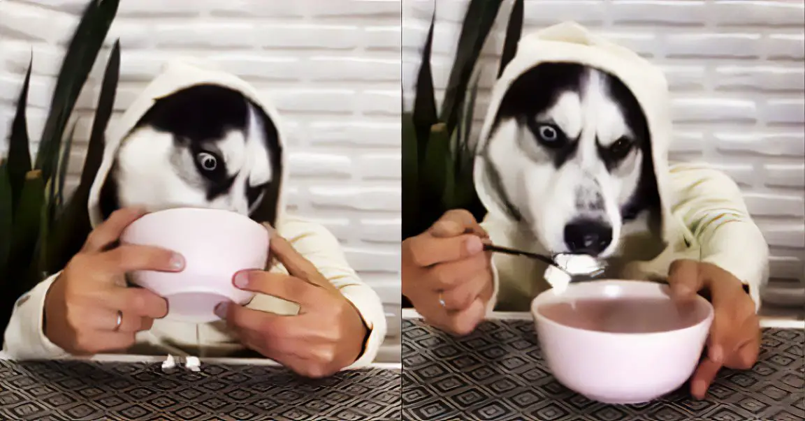 Grandpa Wrote Song For Chihuahua And She Has Mastered Singing It